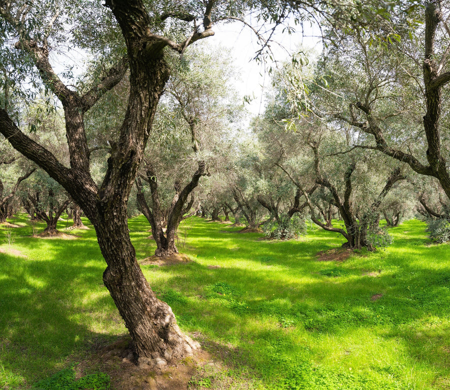 California olive oil and gourmet foods – Wild Groves